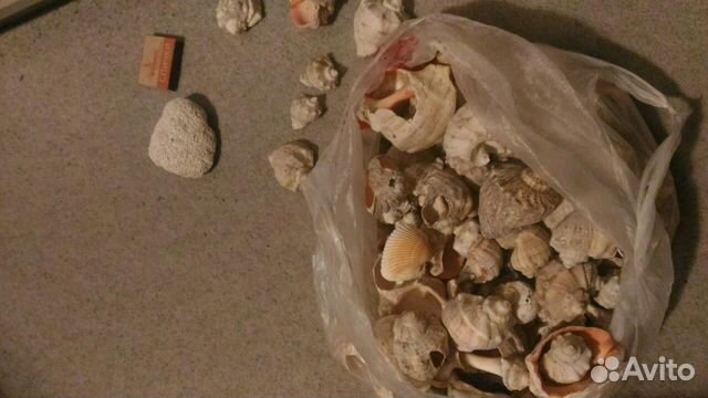 Ракушки рапаны раковины с Чёрного моря
