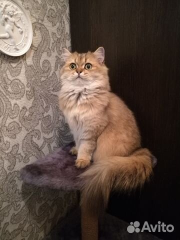 Кошечка для вязки