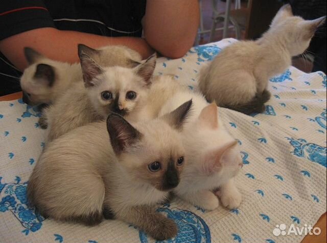 Тайский котенок - лучший выбор