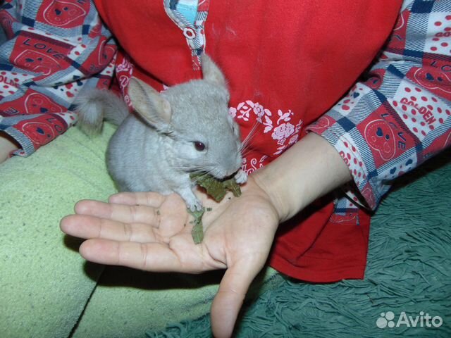 Продам шиншилл