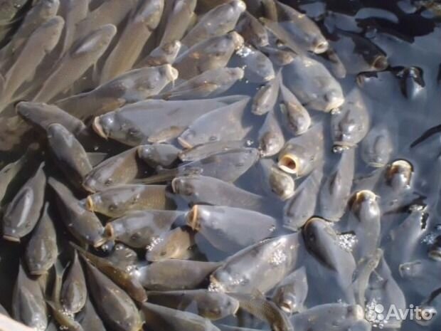 Малёк карпа