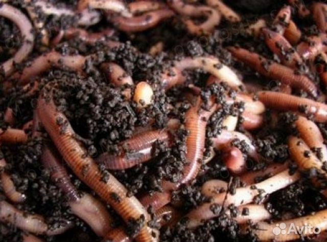 Черви "Старатель" для производства удобрений