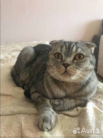 Отдам в самые хорошие руки любимого котика бесплат