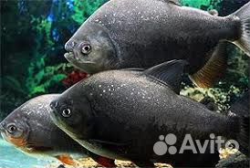 Отдам пираний Паку