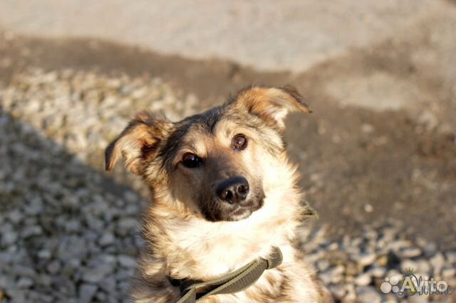 Бинго в поиске семьи