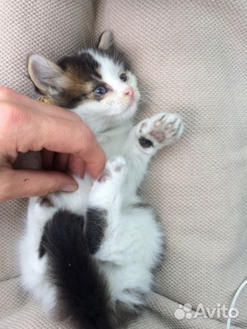 Плюшевый Крош - котенок в хорошие руки