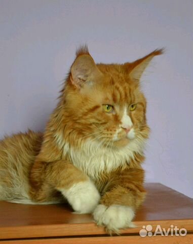 Просто Царь