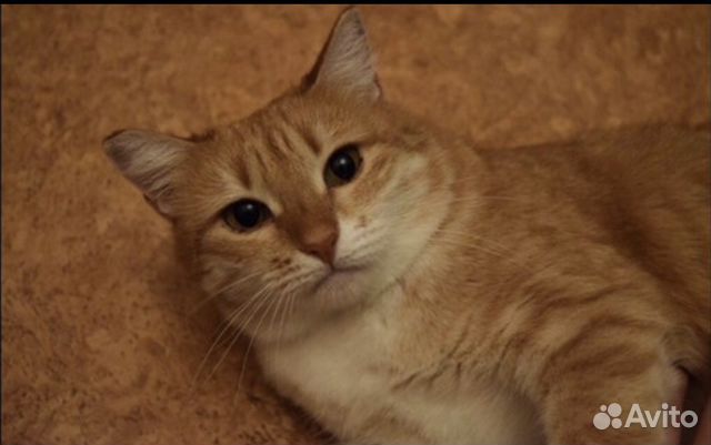 Яркая девочка ищет хозяев