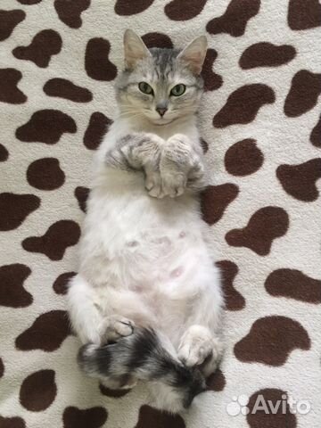 Породистая кошечка в добрые руки
