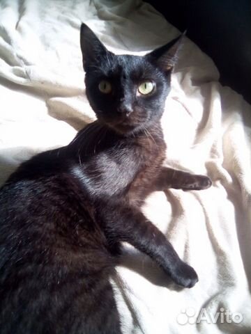 Кешенька не котёнок а пантера