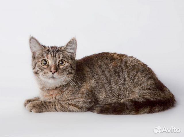 Молодая кошечка Полли, полосатая, ласковая