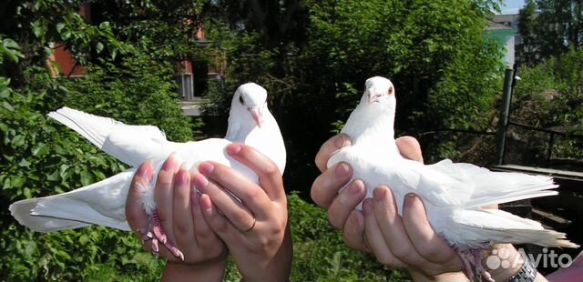 Свадебные голуби