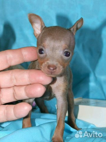 Редкие окрасы, документы