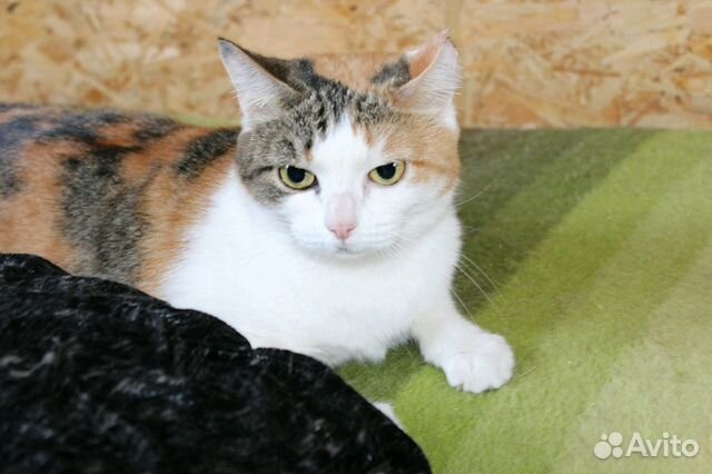 Стерилизованная кошечка в добрые руки