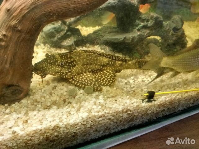 Сом парчовый