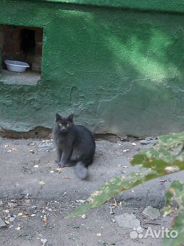 Прекрасная алиса, порода нибелунг