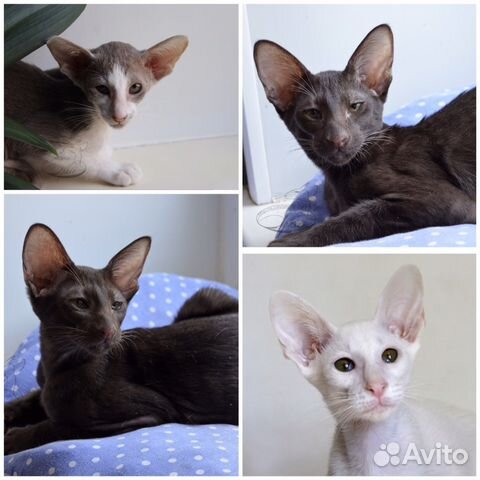 Котики и кошечки разных окрасов