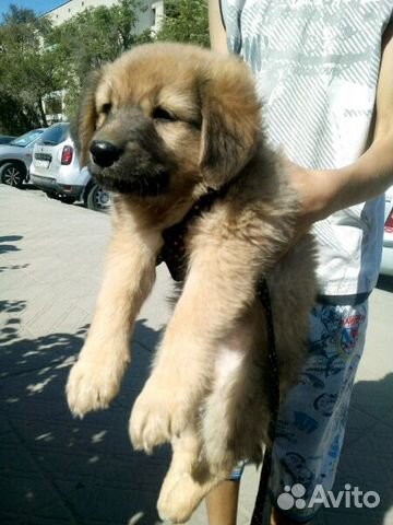 Щенок, мальчик, 1,5 месяцев