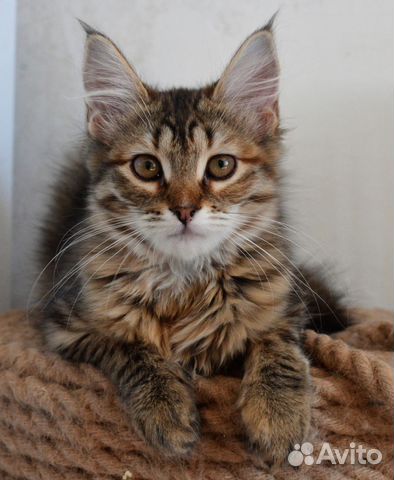 Юная красотка Эмма ищет дом