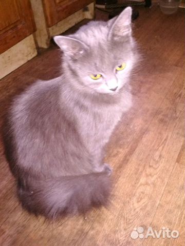 Котята от красивой мамы