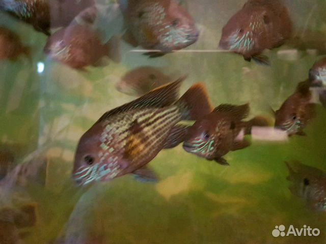 Самцы и самки бирюзовой акары готовые образовывать