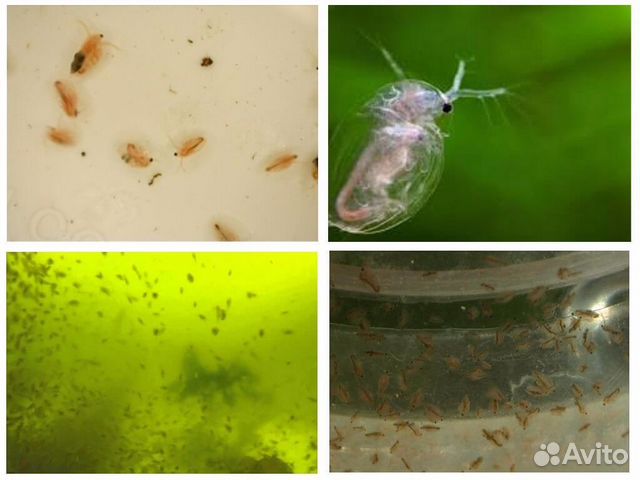 Дафнии живой корм Сургут