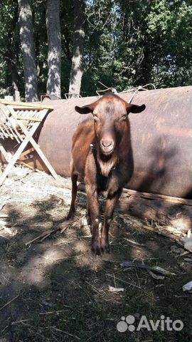 Козел чешский