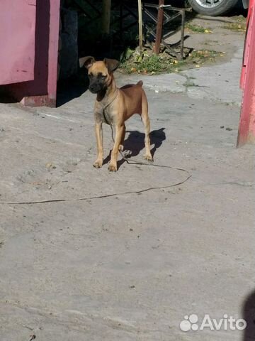 Продам Той терьера