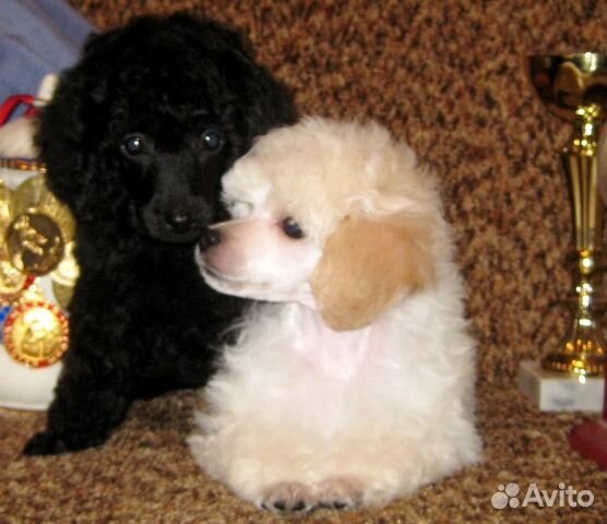 Щенки пуделя