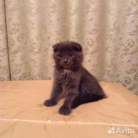 Котята британцы