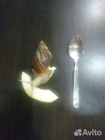 Отдам улитку ахатинскую