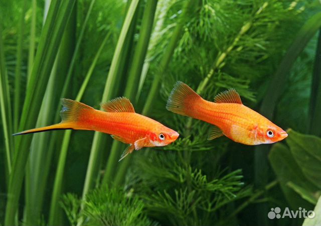 Меченосцы красные 1 самец и 3 самки (комплект)