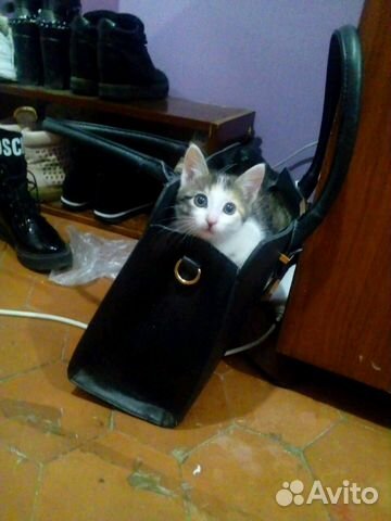 Котенок