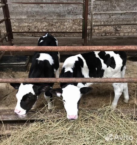 В наличии бычки