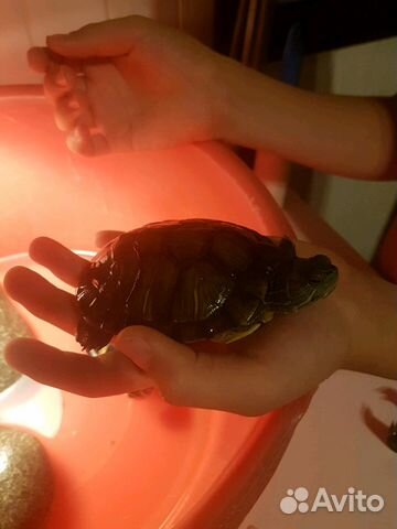 Отдам черпаху в добрые руки