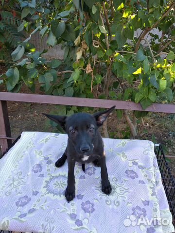 Щенок жемчужинка