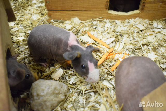 Морские свинки скинни