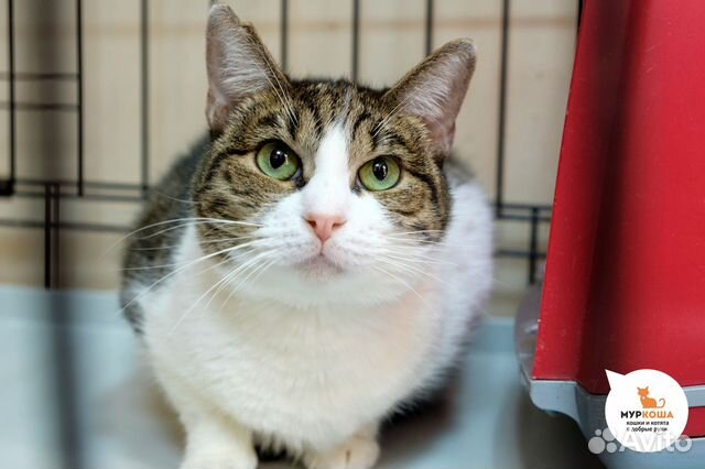 Очаровательная Масяня ищет дом