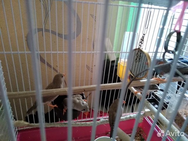 Продам птиц зебровых амадинов