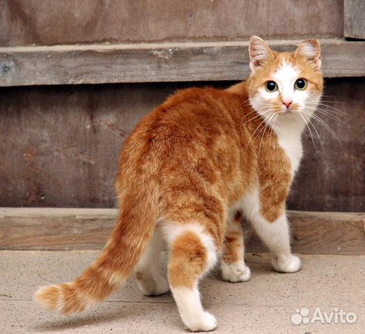 Невероятная ласкуша Карамелька в добрые руки