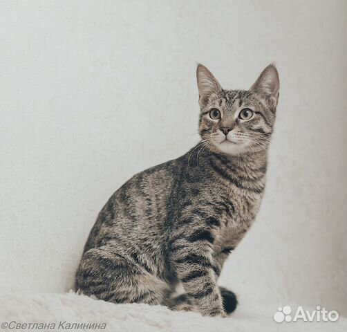 Котенок Шико трехлапик