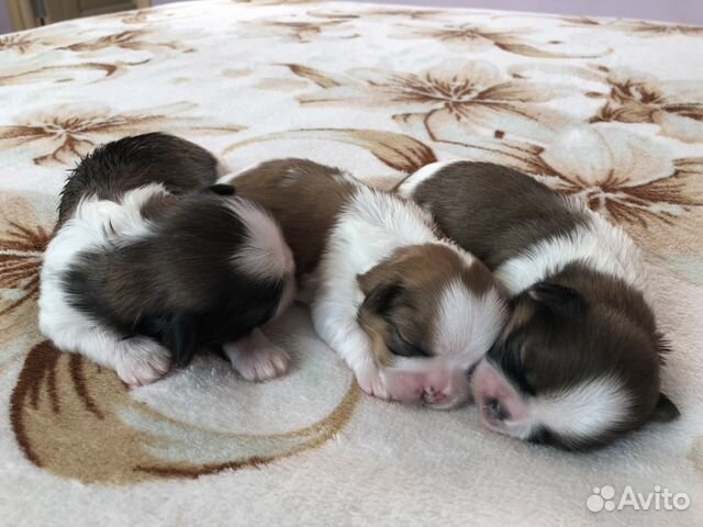 Ши-тцу милота