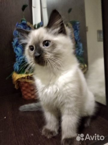 Котенок