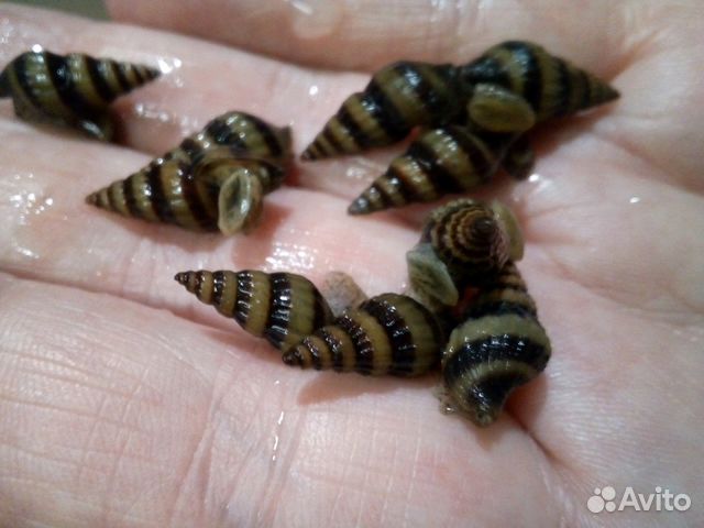 Улитка-улиткоед, Хелена