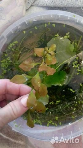 Ведро разных аквариумных растений