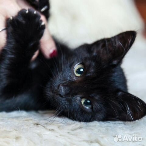 Отдам малого чёрного кота и малую чёрную кошь