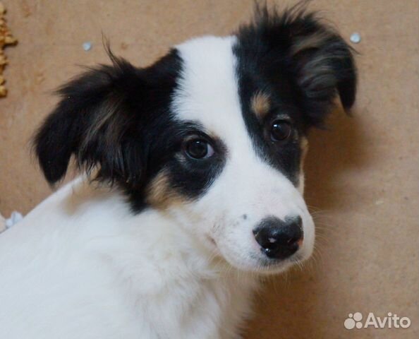 Щенок бордер-колли метис в добрые руки в дар