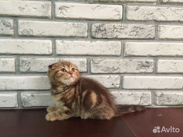 Милейший шоколадный котик