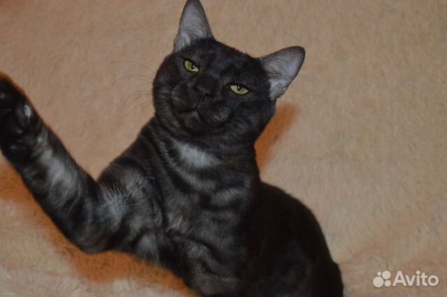 Серебро-Меланистик