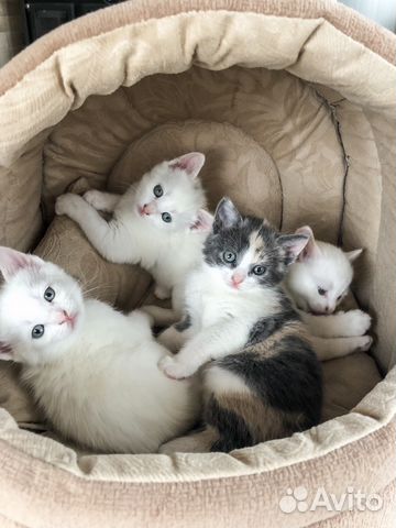 Очаровательные котики и кошечка в заботливые руки